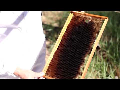 Video: Bees, once buzzing in honey-producing Basra, hit by Iraq's water ...